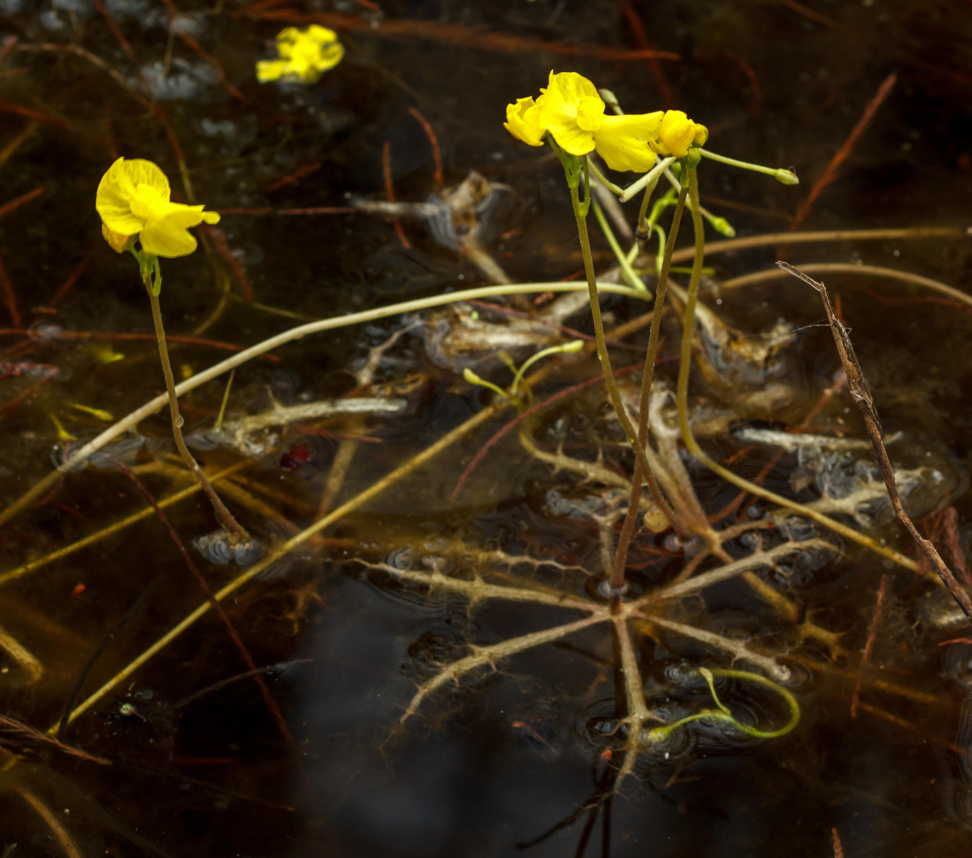 Utricularia Inflata