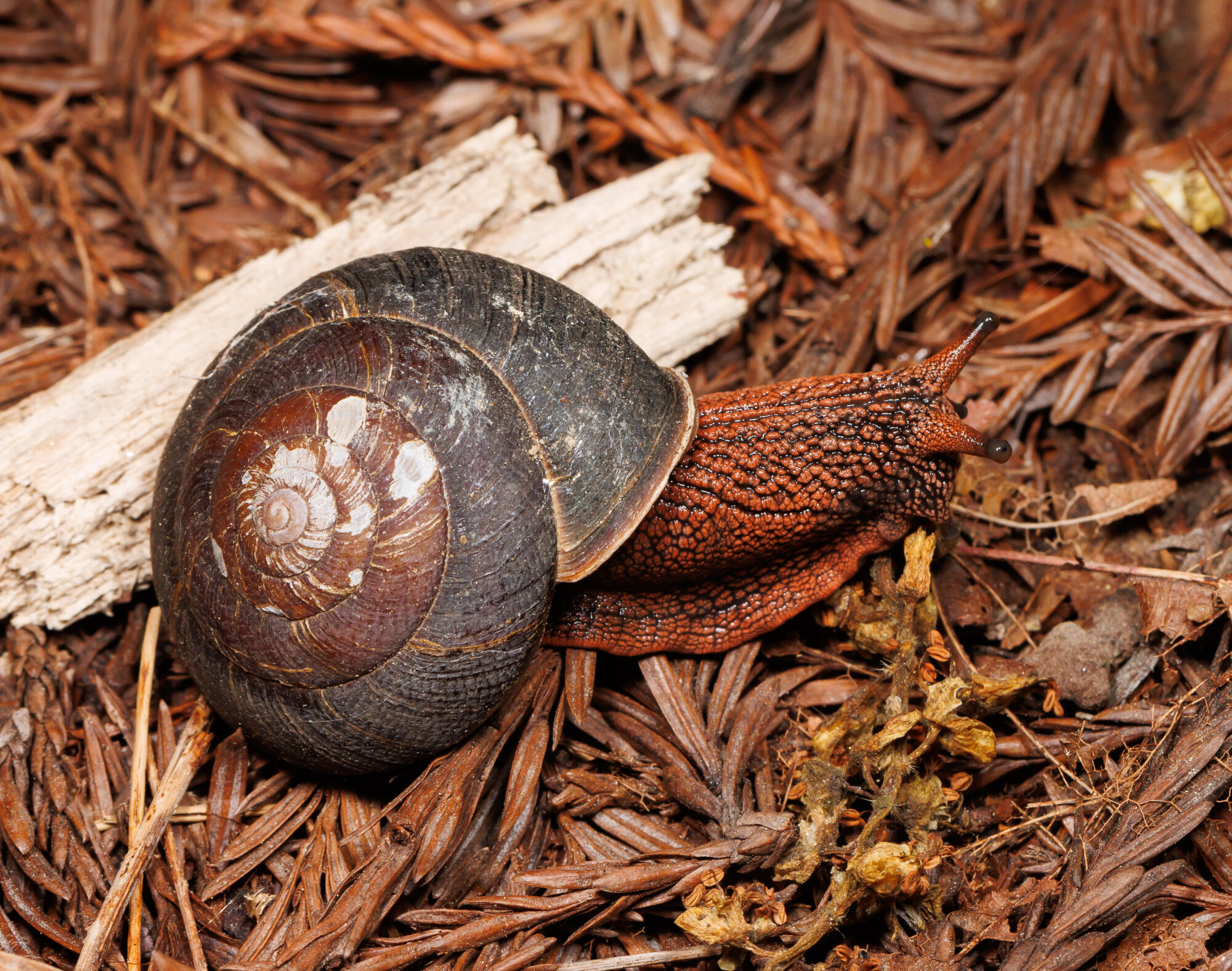 Redwood Sideband (Monadenia infumata) | Chris Rorabaugh Photos