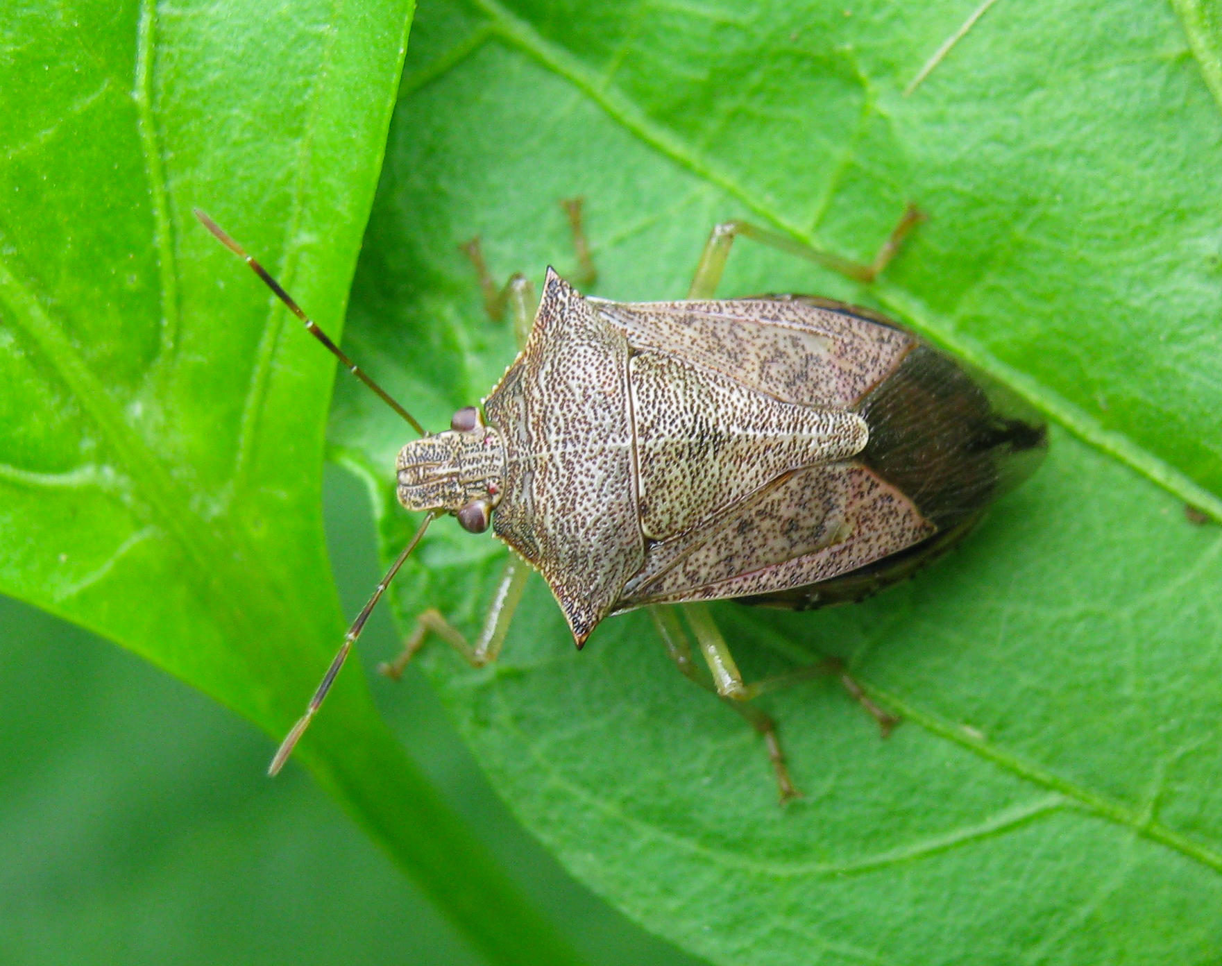 Spined Soldier Bug (Podisus maculiventris) | Chris Rorabaugh Photos